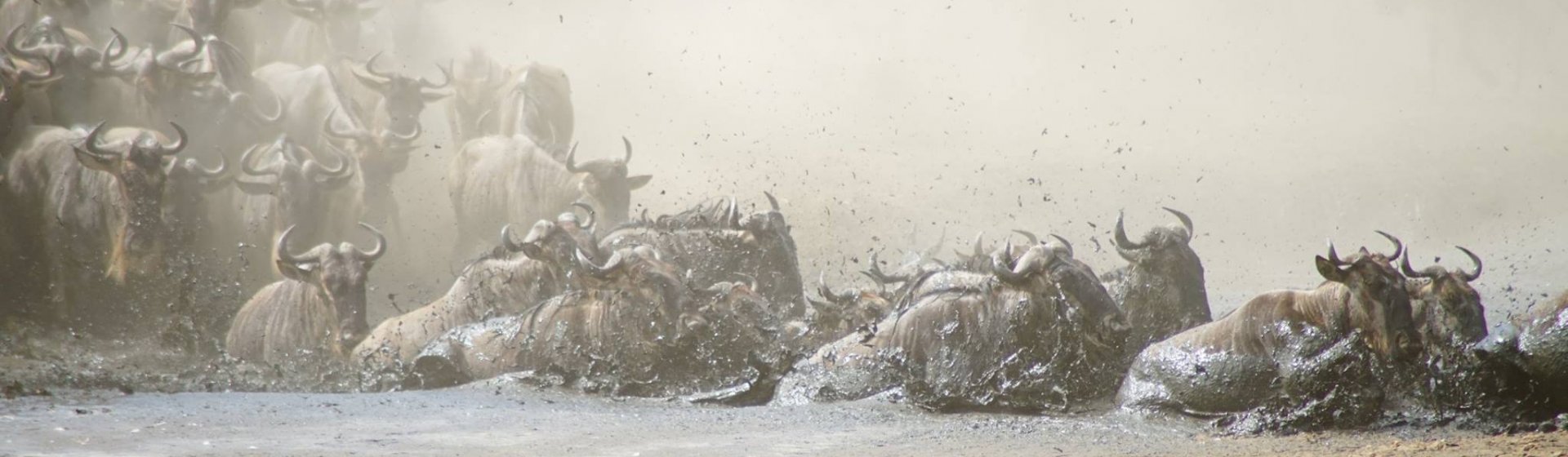 Az afrikai szafari utazások specialistája - Safari Travel Utazási Iroda